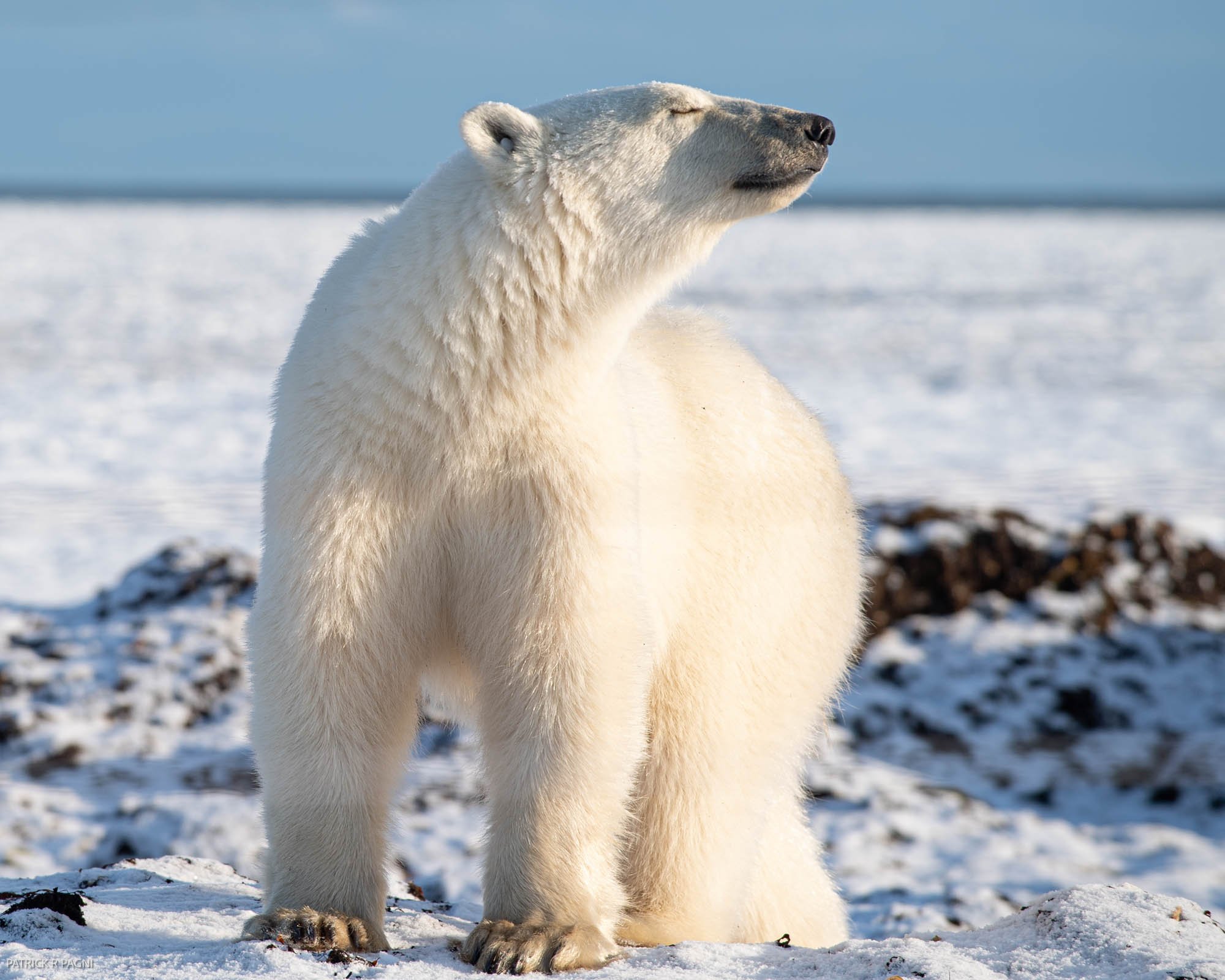 A History of Arctic Exploration | 25+ Years of Expeditions