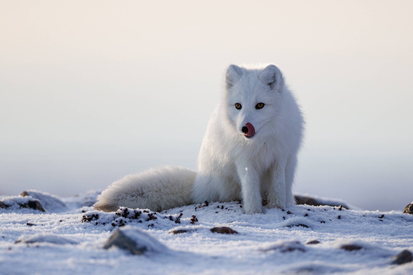 A History of Arctic Exploration | 25+ Years of Expeditions