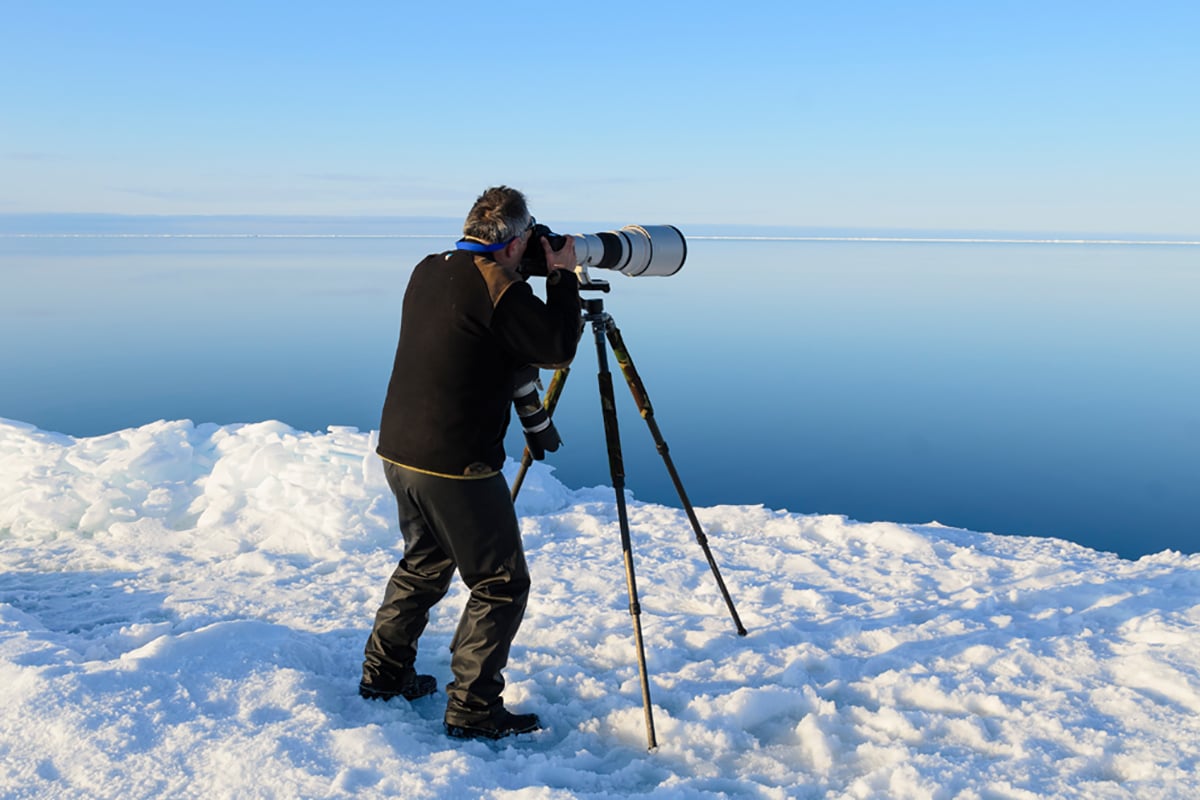 Top Arctic Wildlife Photography Tips for the Perfect Shot
