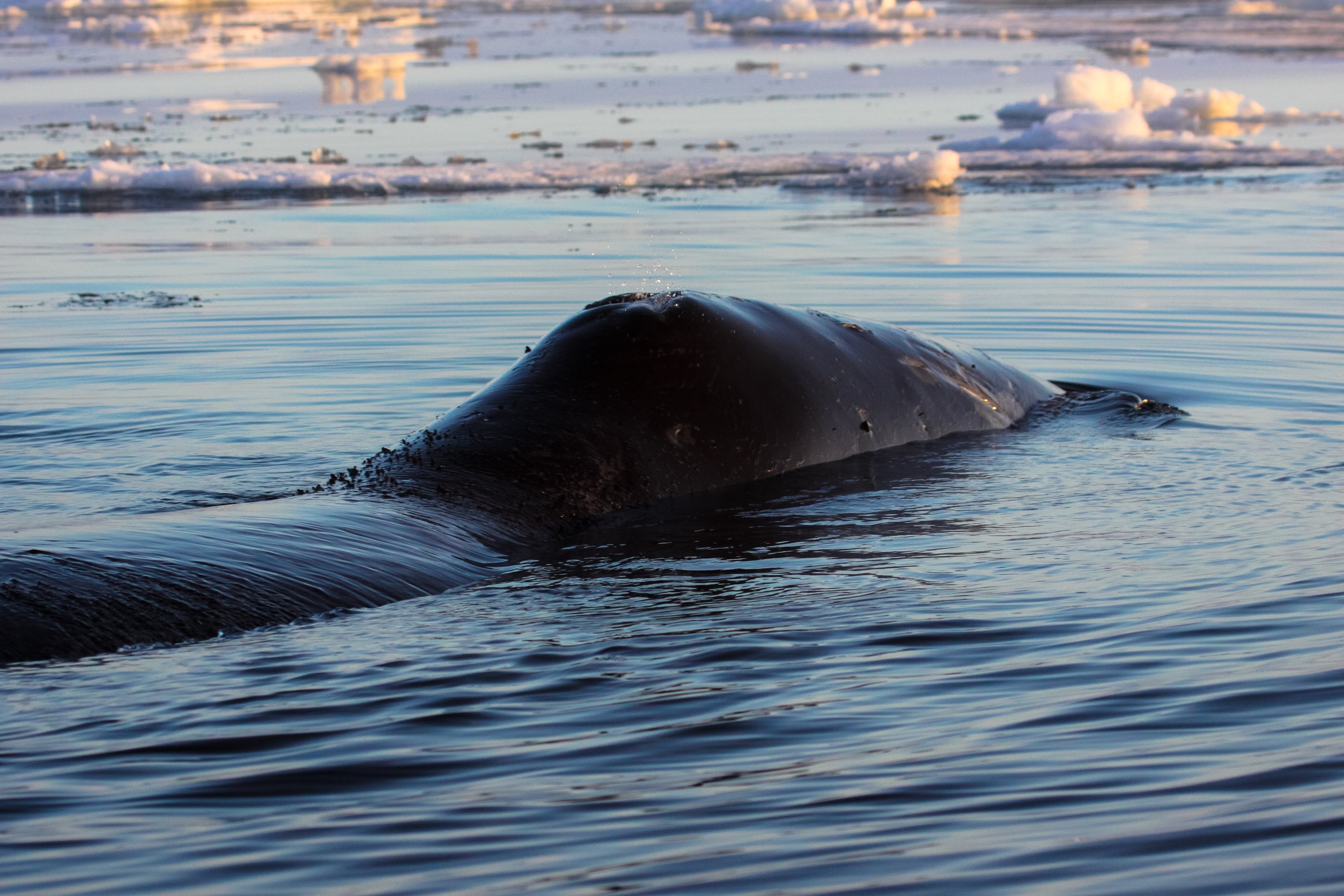 Whales of the Canadian Arctic