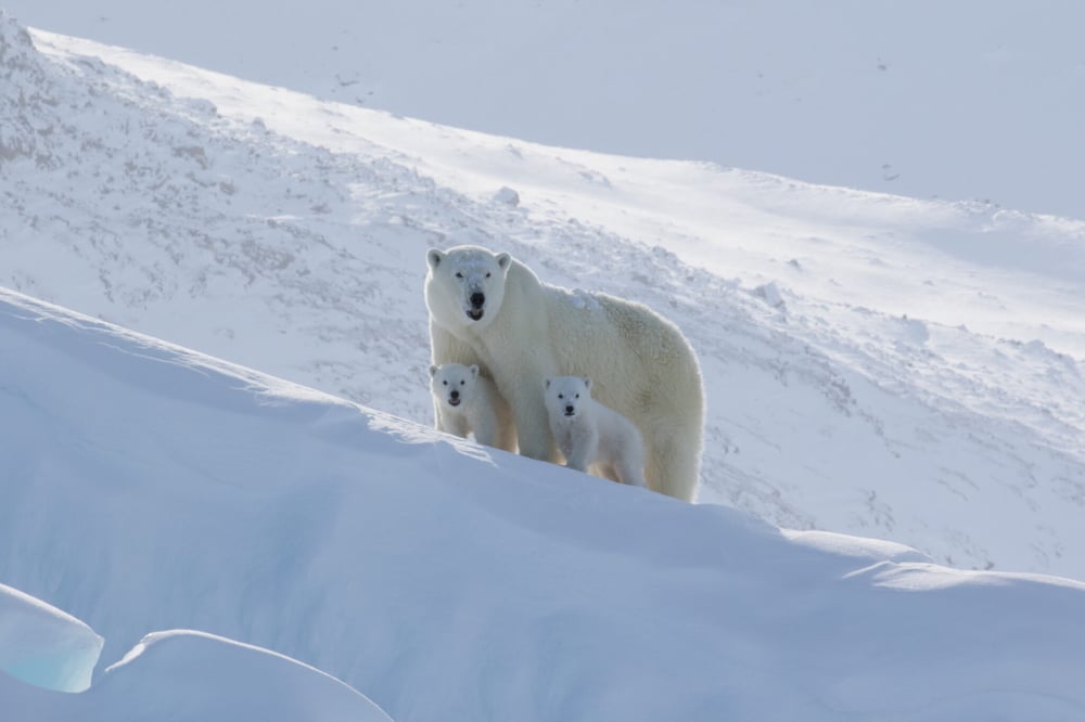 Polar Bears Are Mostly Canadian - Arctic Kingdom