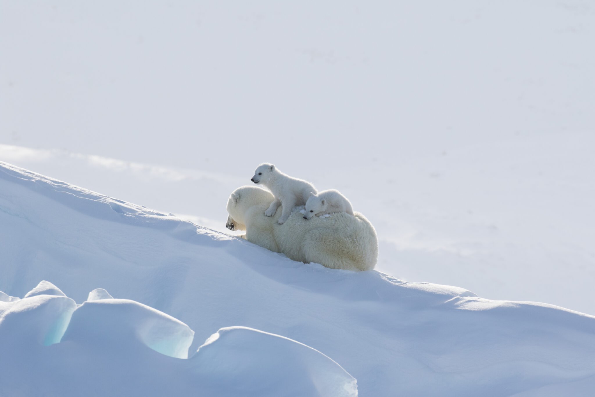 Newborn Polar Bear Cubs Are Emerging Soon! - Arctic Kingdom