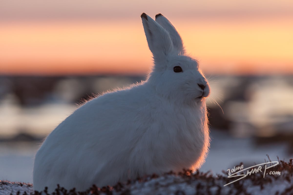 How Do Animals Survive the Arctic Chill?