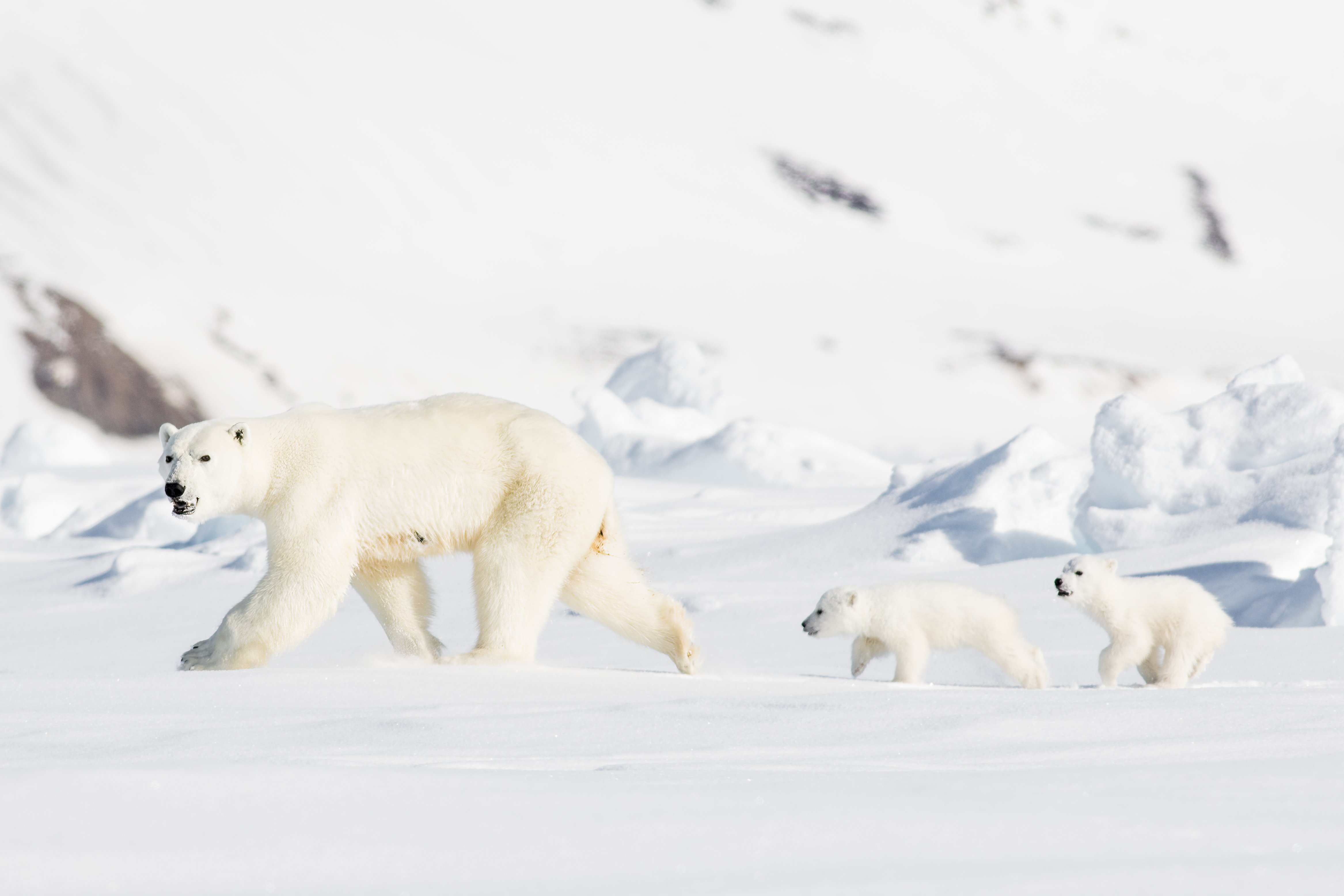 Spring Polar Bears on Icebergs of Baffin Safari