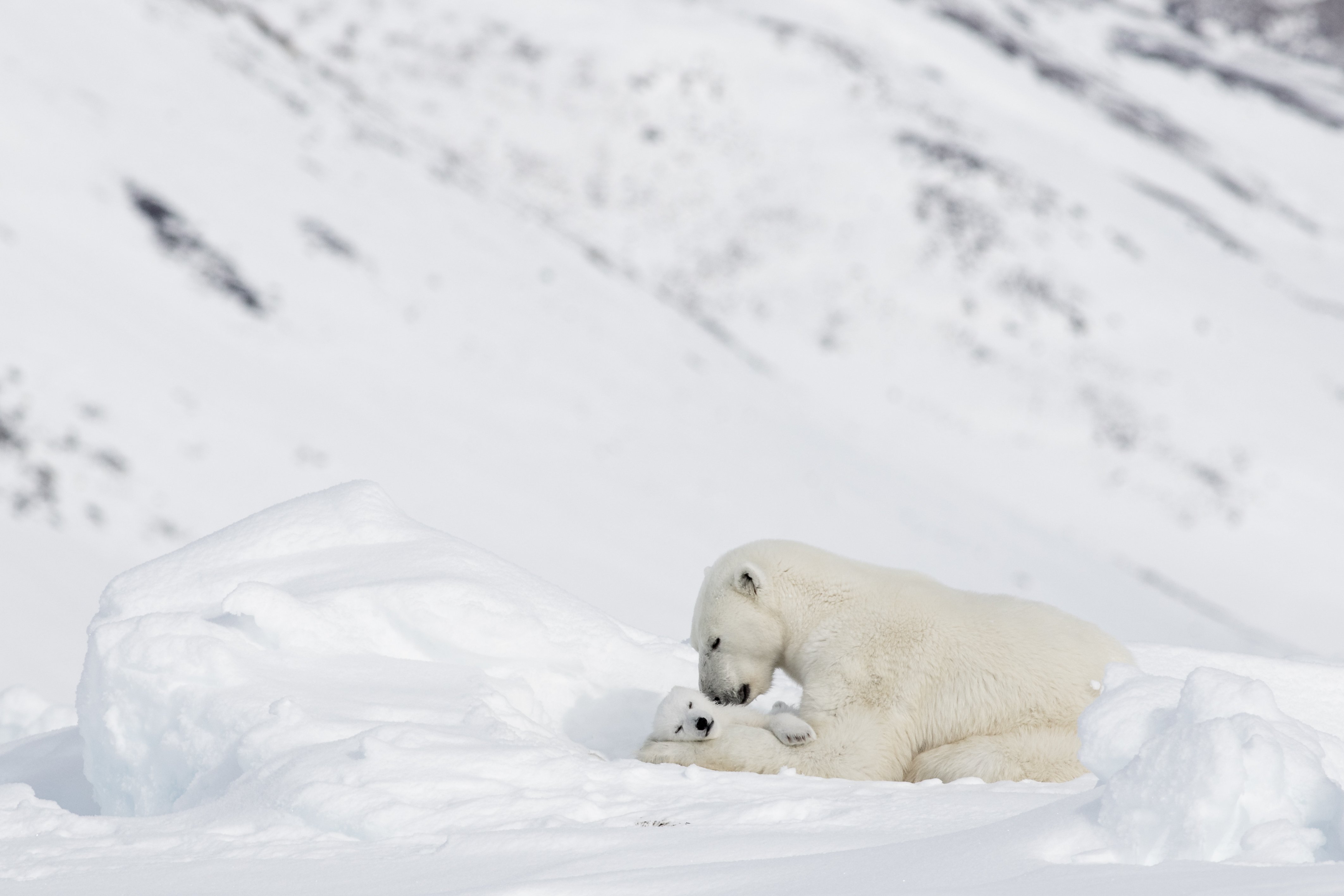 Spring Polar Bears on Icebergs of Baffin Safari