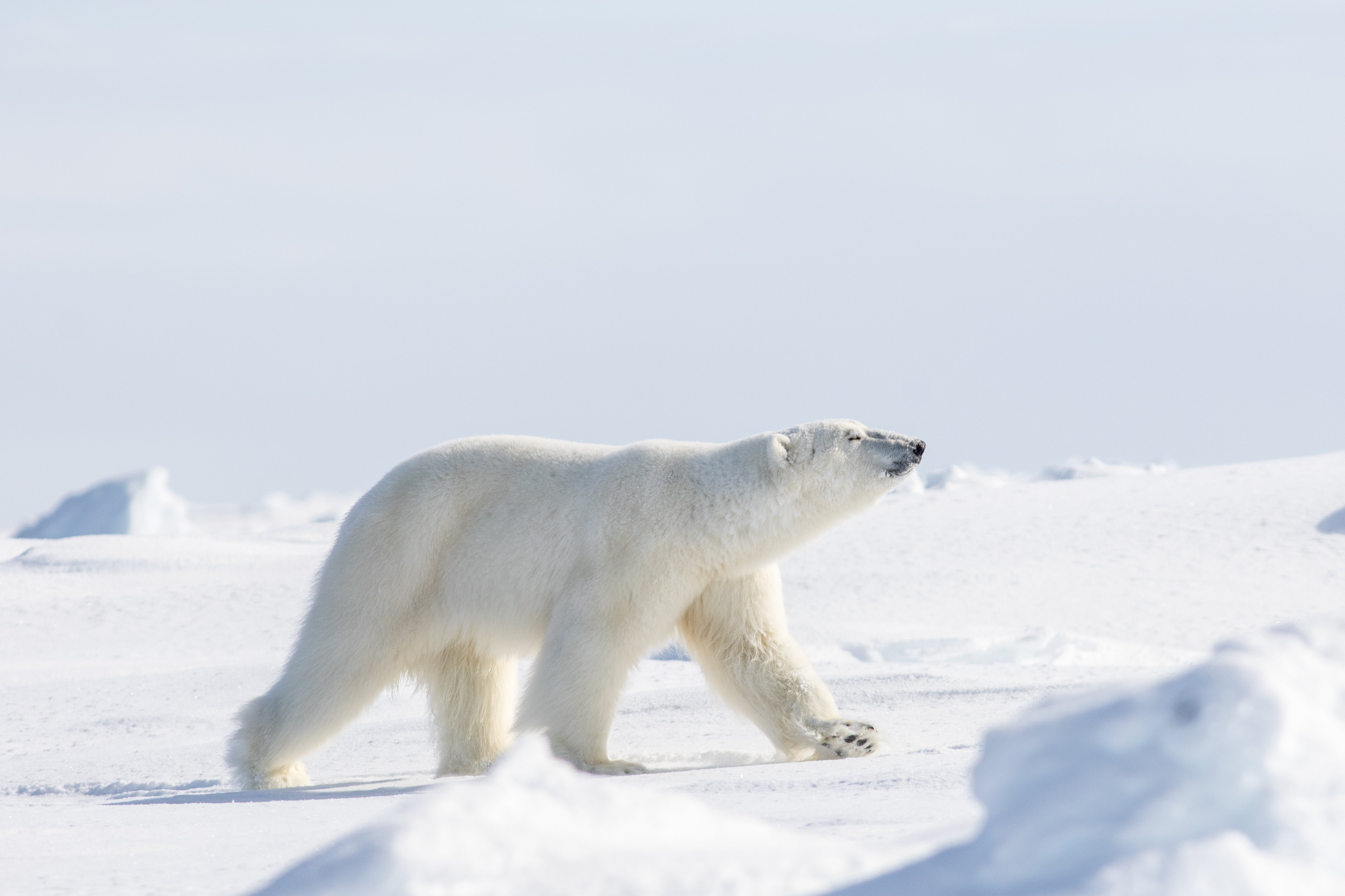Spring Polar Bears on Icebergs of Baffin Safari