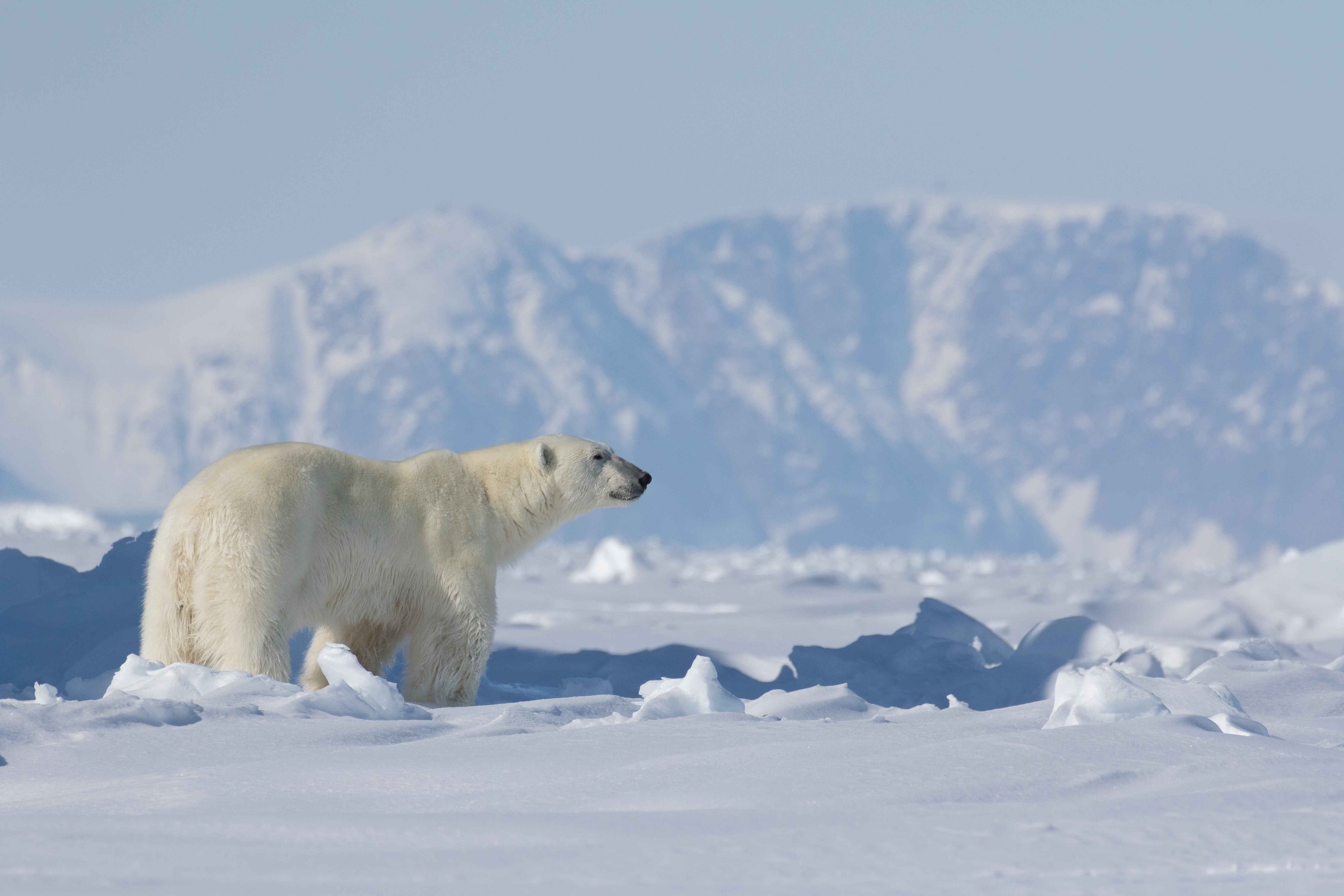 Spring Polar Bears on Icebergs of Baffin Safari