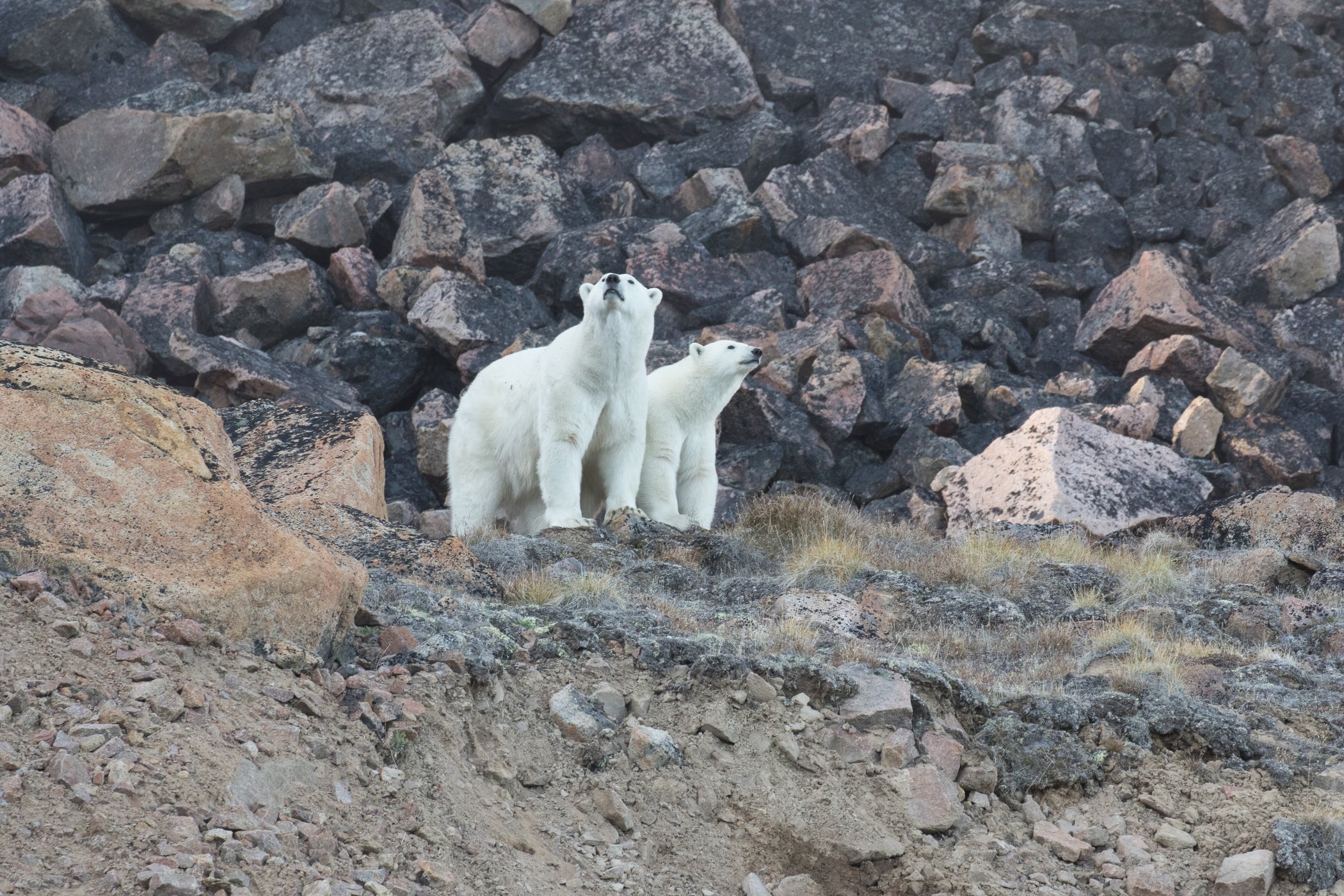 Where Do Polar Bears Go in the Summer?