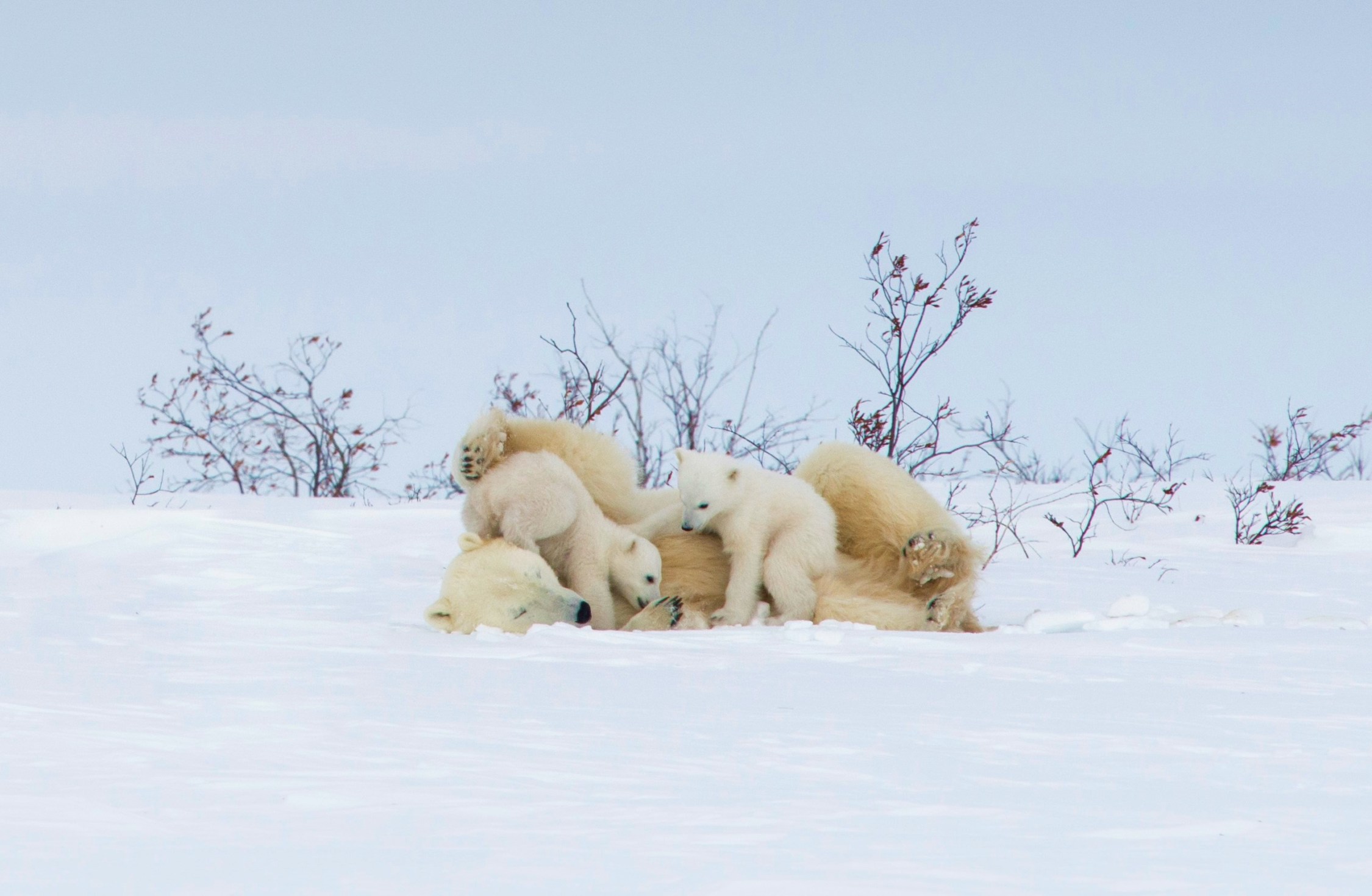 Female Polar Bears Are Truly The Queens Of The Arctic