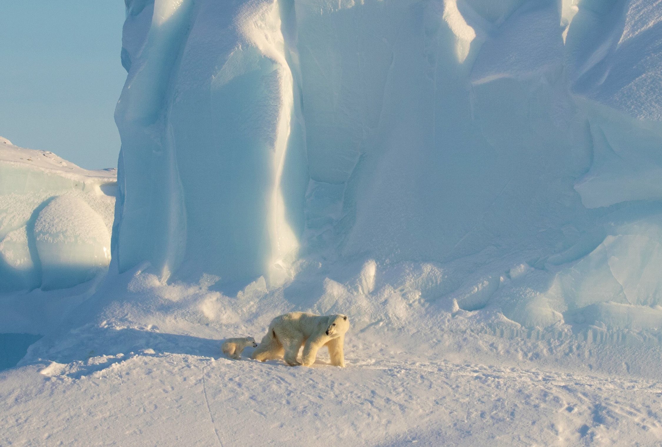 Polar Bears: How They've Adapted To Their Arctic Realm