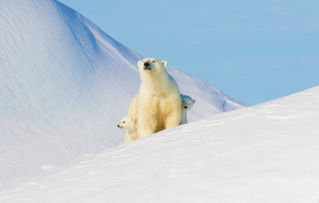 Polar Bears Are Mostly Canadian - Arctic Kingdom