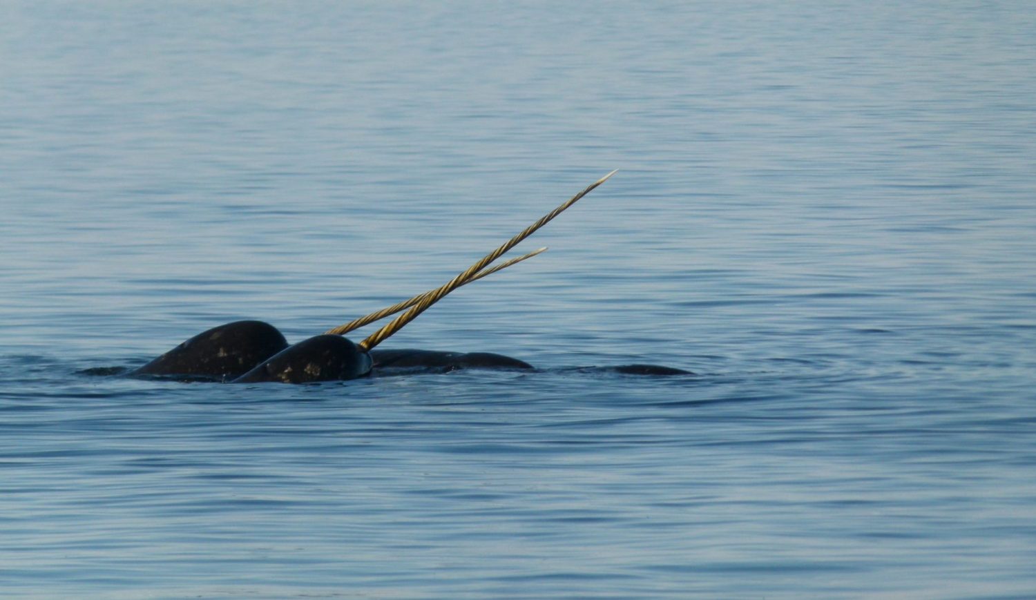 Where to See Narwhal in the Arctic | Arctic Kingdom