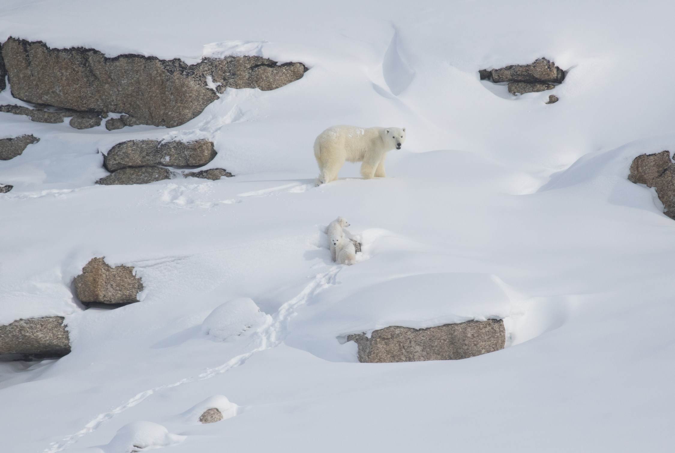 Spring Thaw in the Arctic - Arctic Kingdom