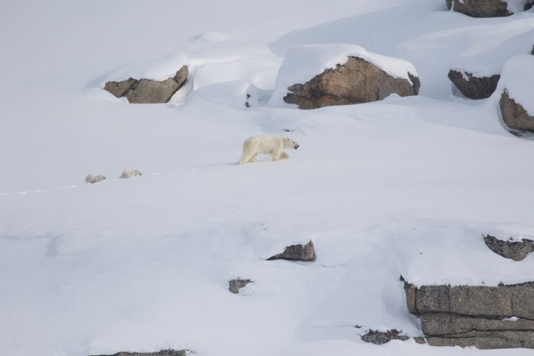 Get To Know Our Spring Polar Bear Safari - Arctic Kingdom