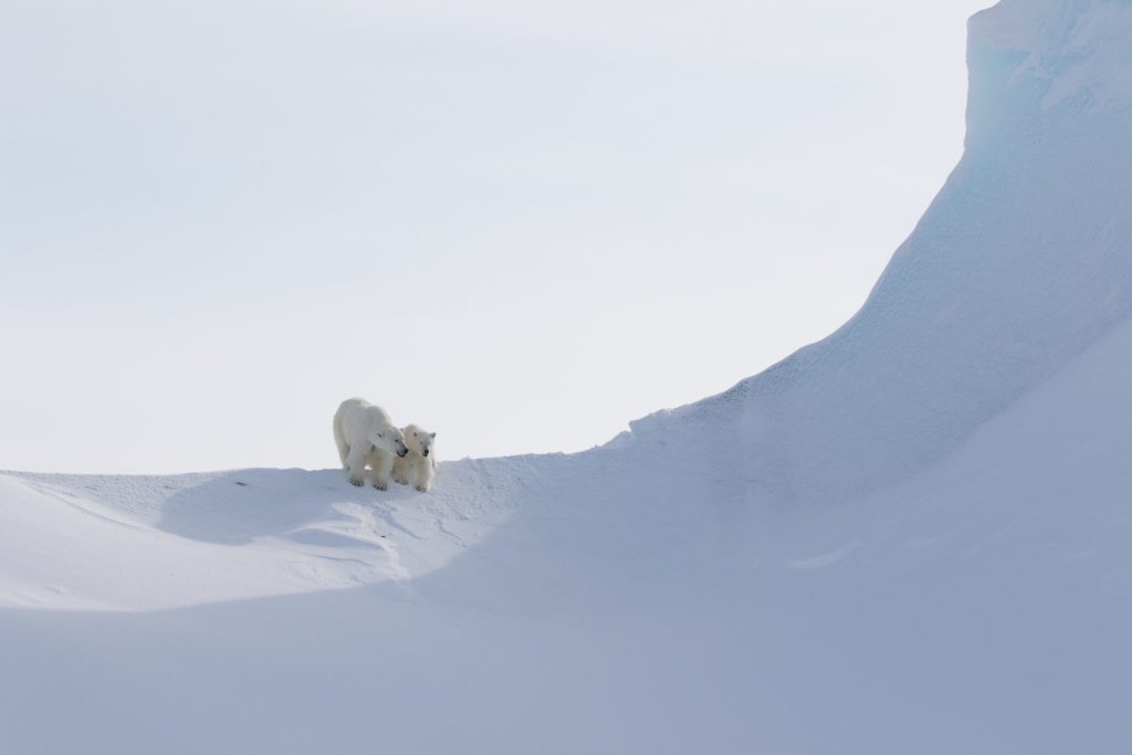 Polar Bears in their Arctic Realm - Arctic Kingdom