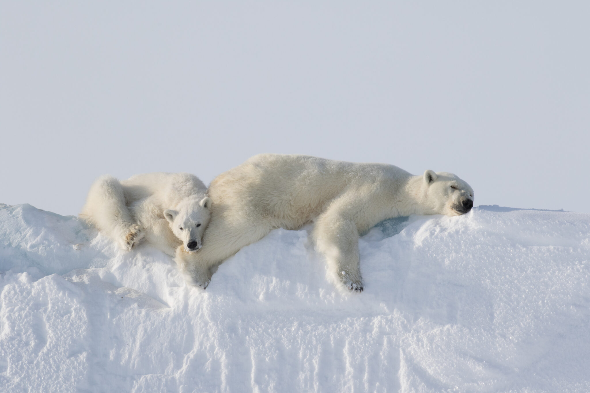 Polar Bear Photography Tours of Baffin Island