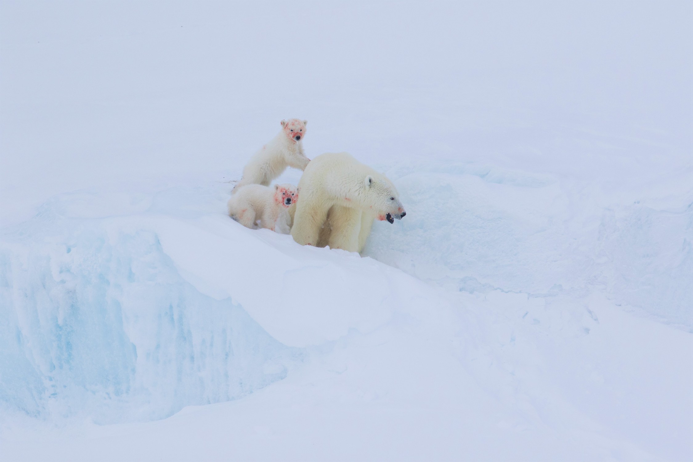Female Polar Bears Are Truly The Queens Of The Arctic