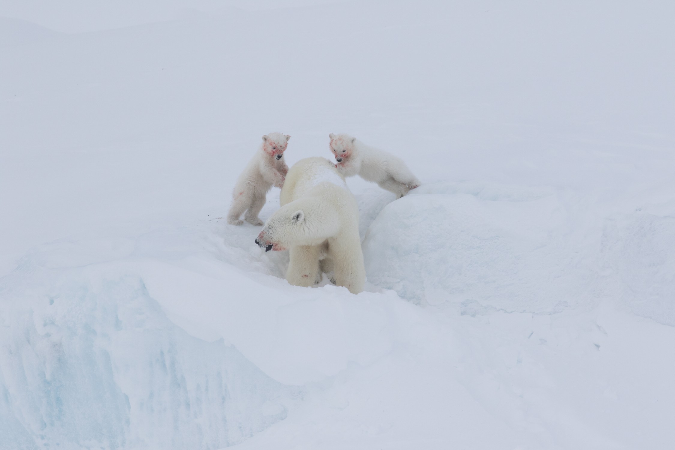Polar Bears: How They've Adapted To Their Arctic Realm