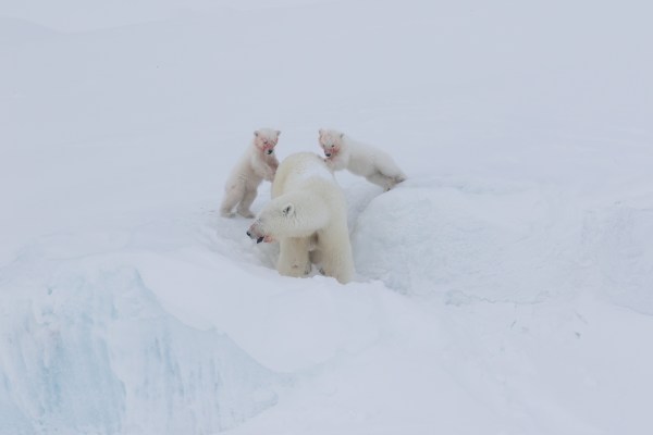 Polar Bears: How They've Adapted To Their Arctic Realm