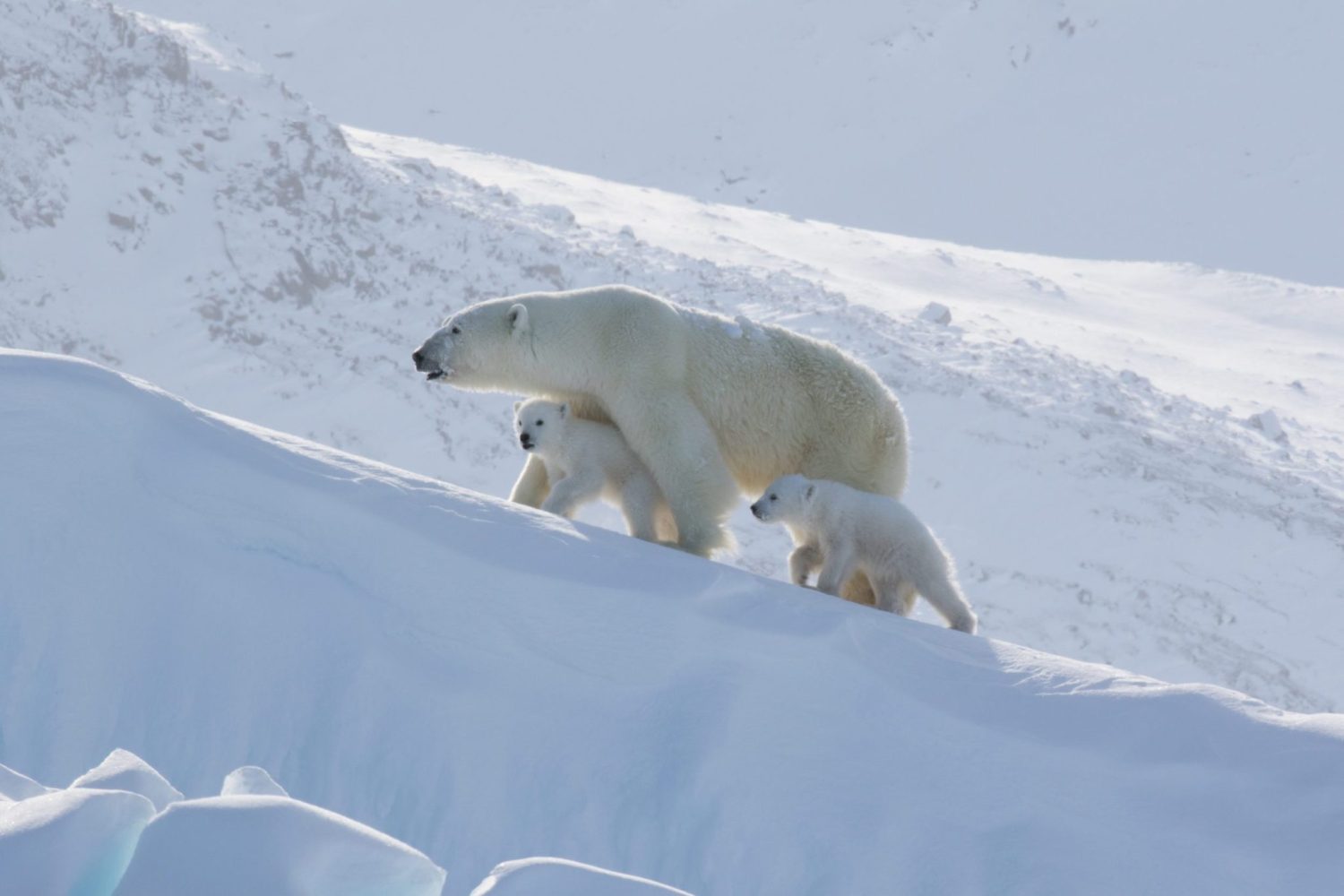 6 Tips for Incredible Arctic Photography | Arctic Kingdom