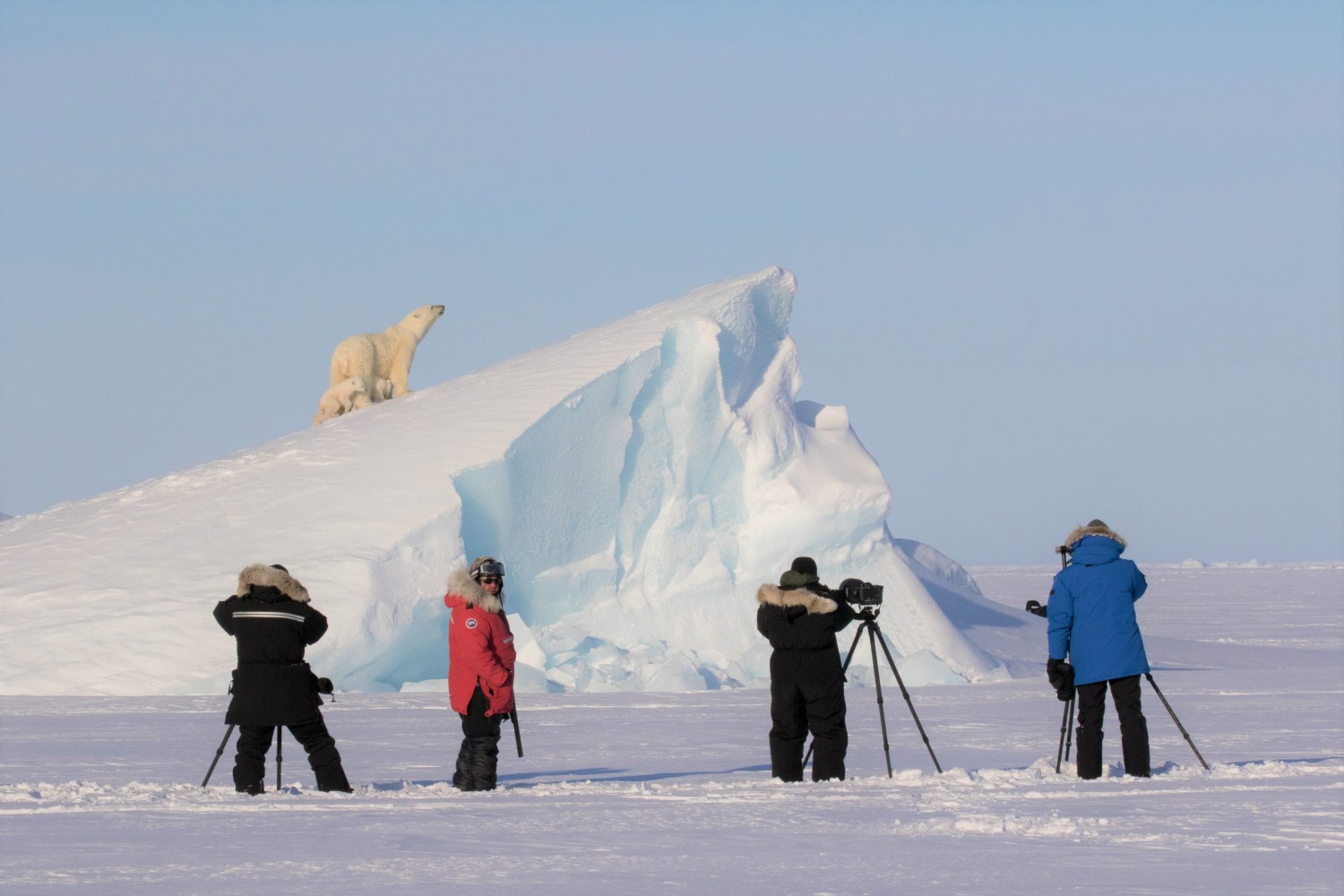 Spring In The Arctic - Arctic Kingdom