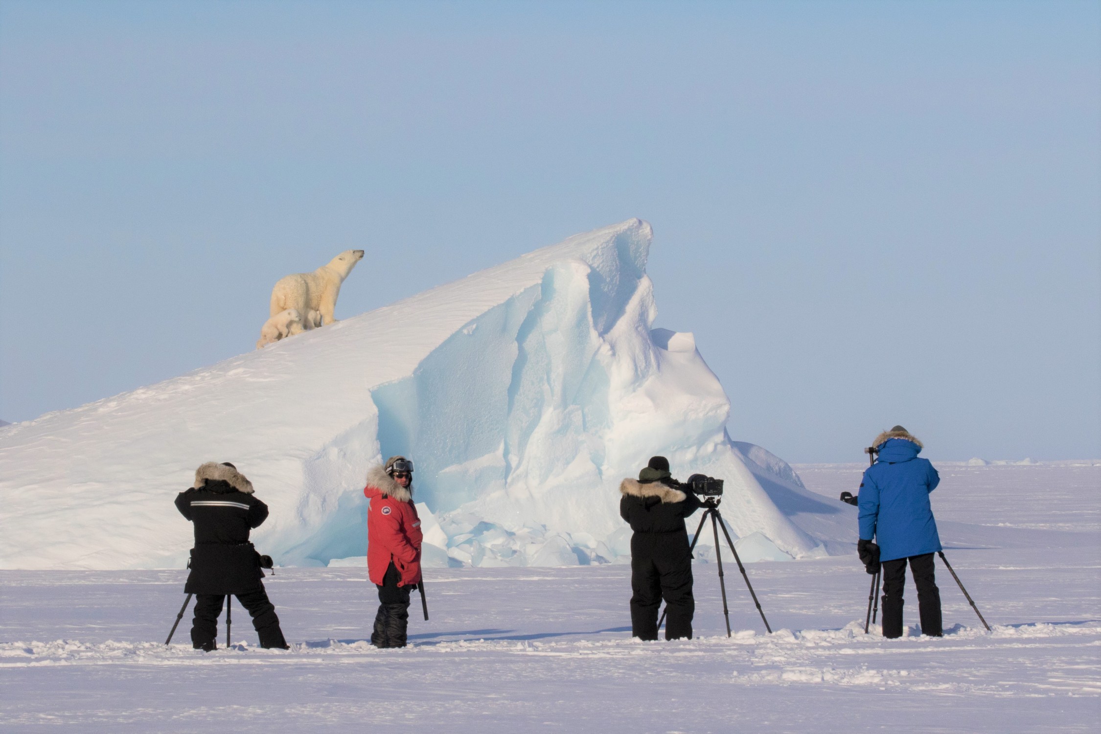 Spring In The Arctic - Arctic Kingdom
