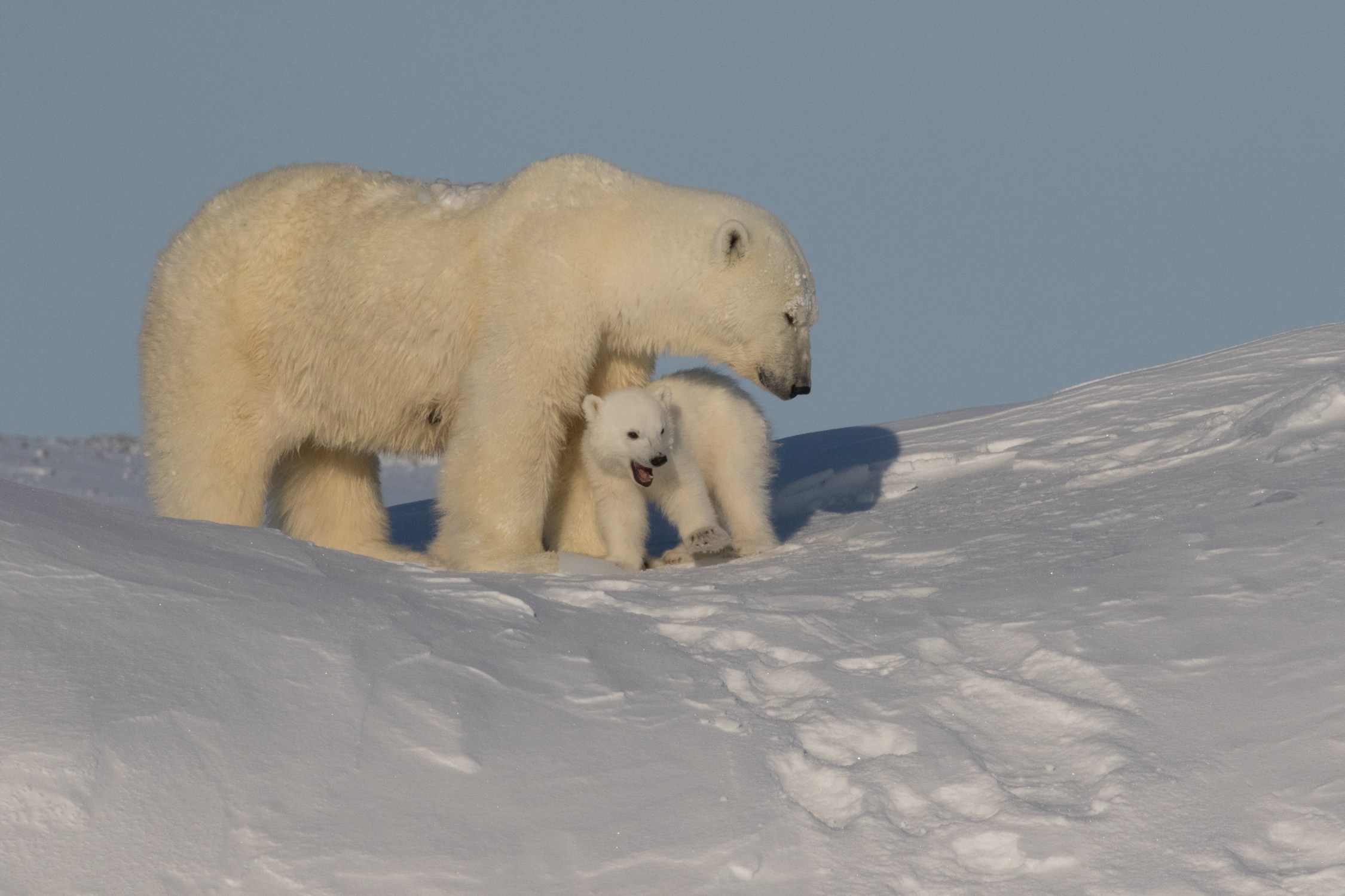 Female Polar Bears Are Truly The Queens Of The Arctic