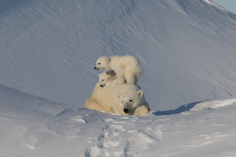 The Best of Baffin Island Wildlife Encounters