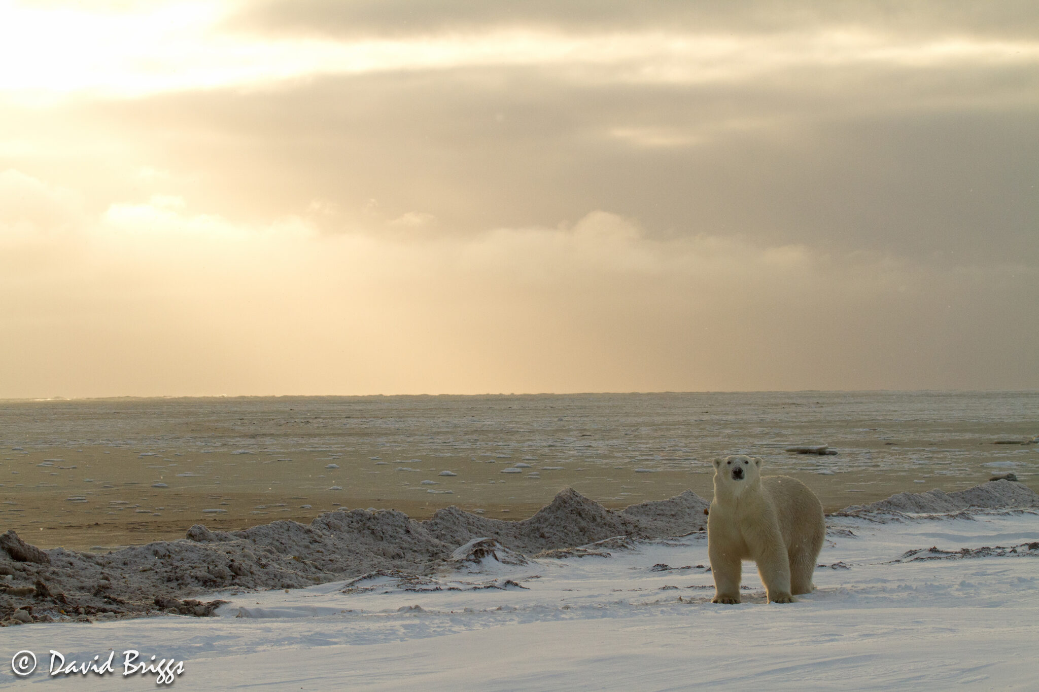 What Are Summer Polar Bears Up To? - Arctic Kingdom