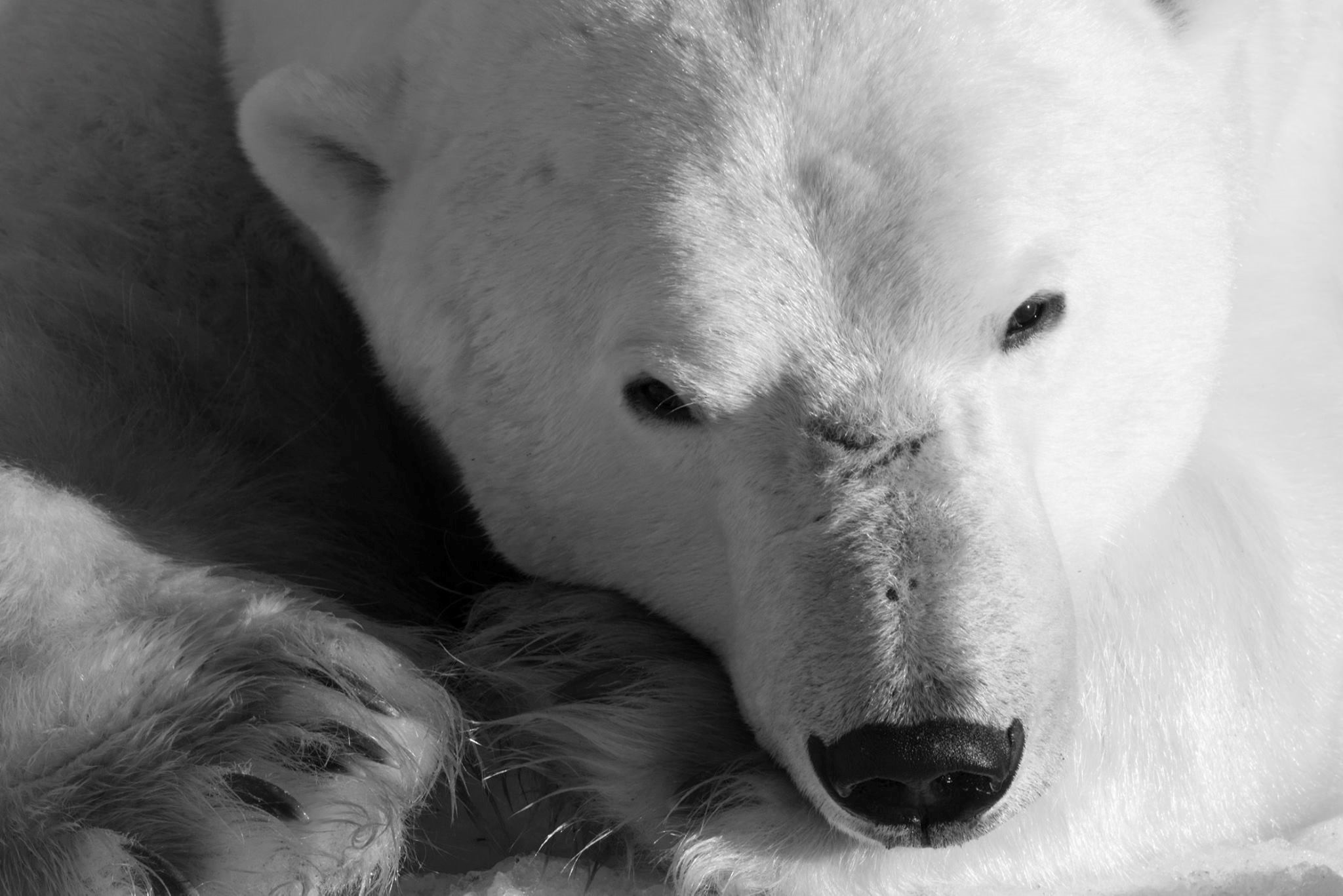 Polar Bear Seasonal Habits & Challenges | Arctic Kingdom
