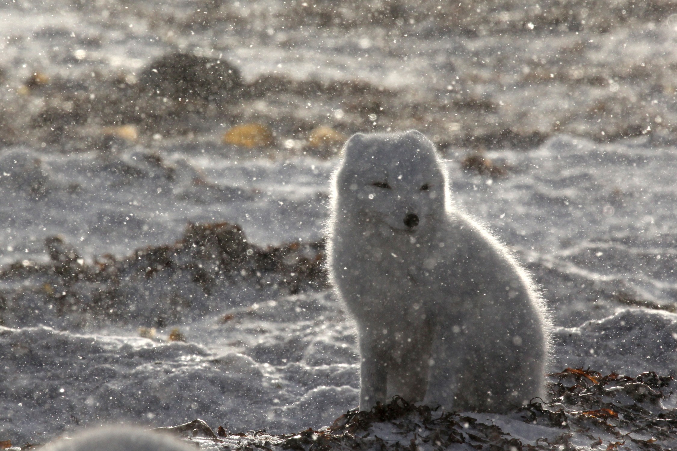 Our Top Arctic Fox Photos - Arctic Kingdom