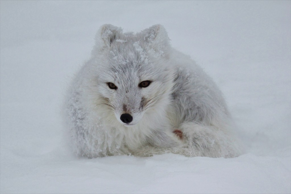 Our Top Arctic Fox Photos - Arctic Kingdom