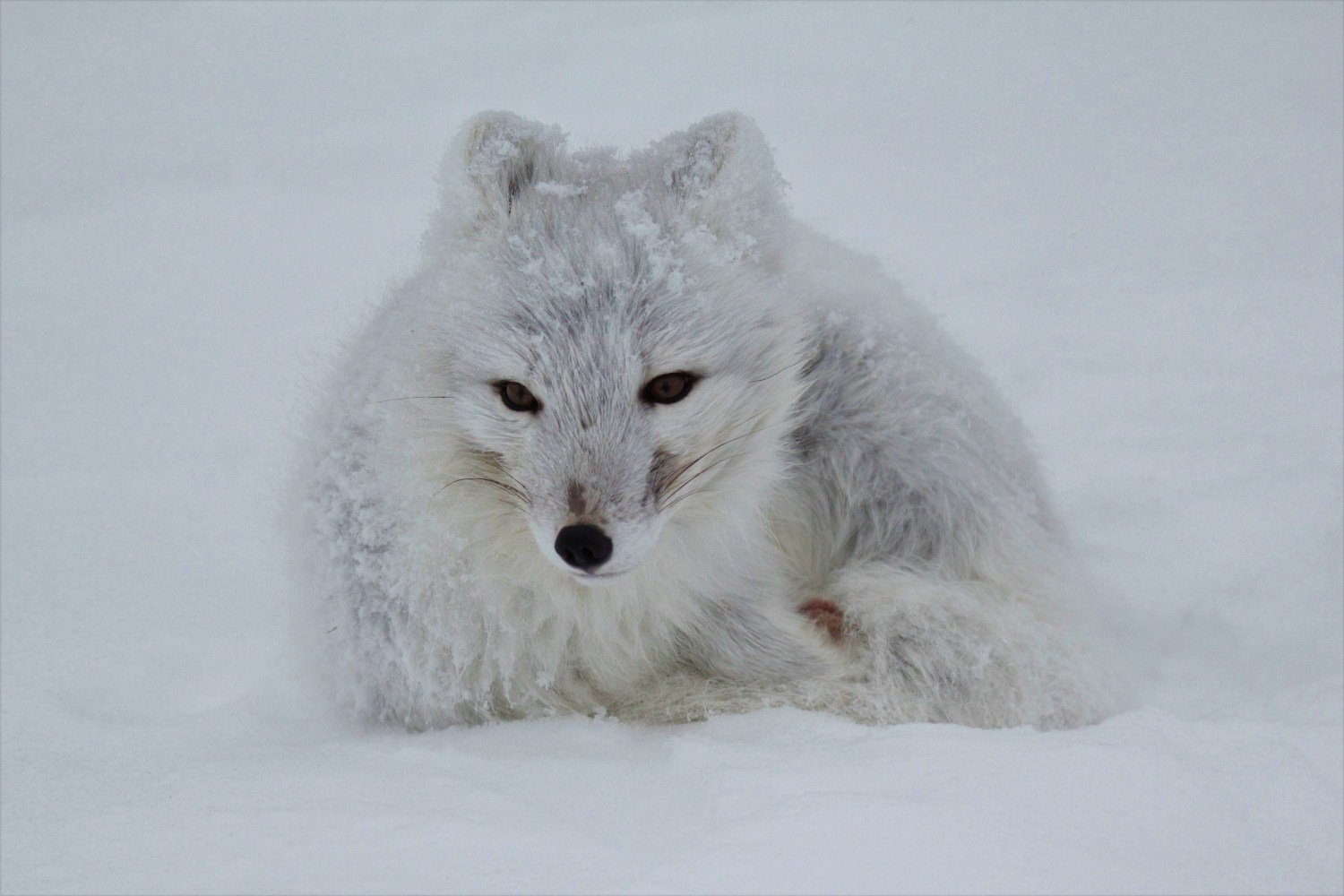 Our Top Arctic Fox Photos - Arctic Kingdom