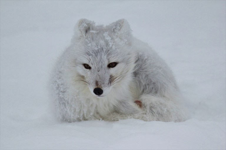 Our Top Arctic Fox Photos - Arctic Kingdom