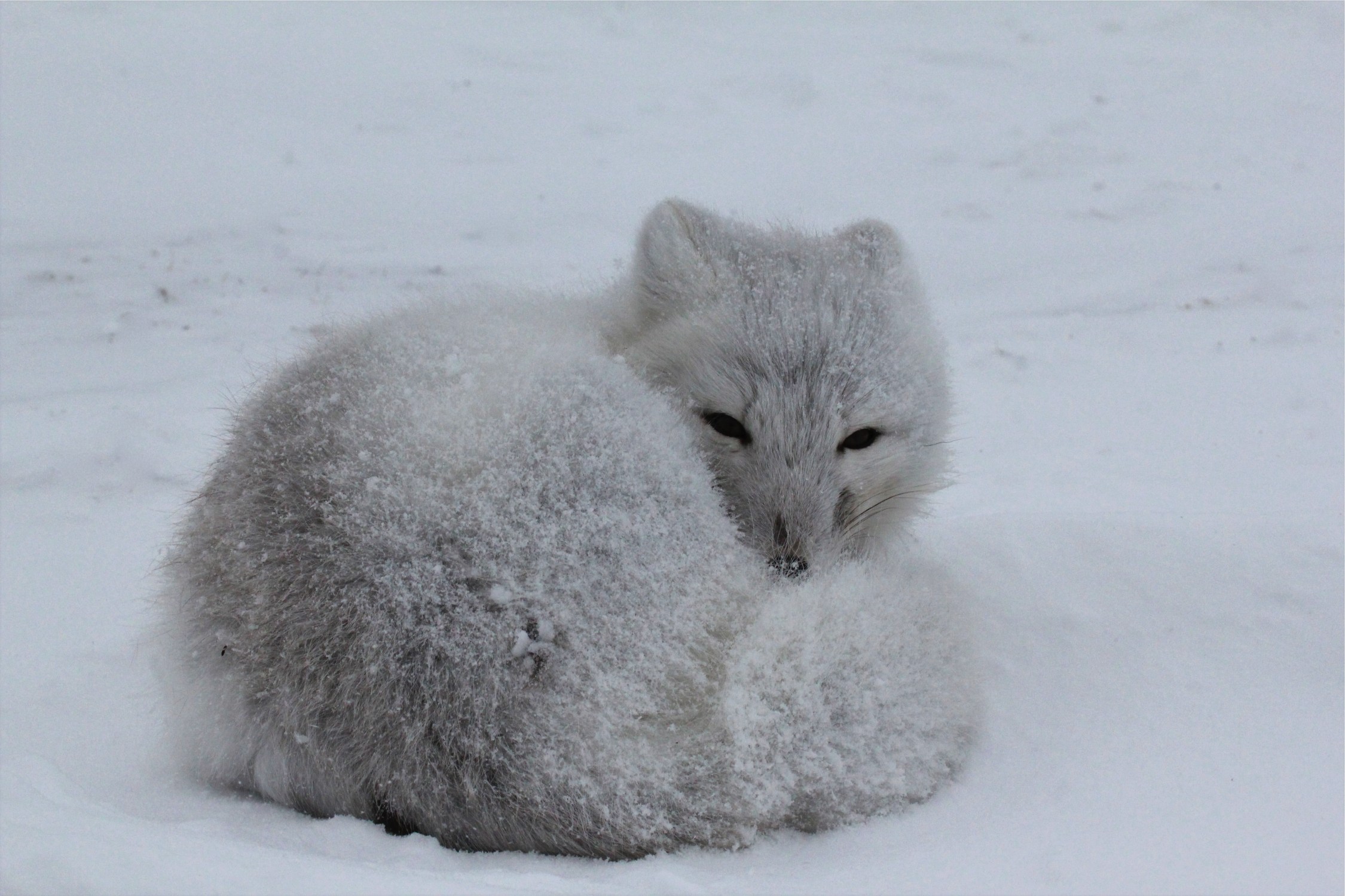 Our Top Arctic Fox Photos - Arctic Kingdom