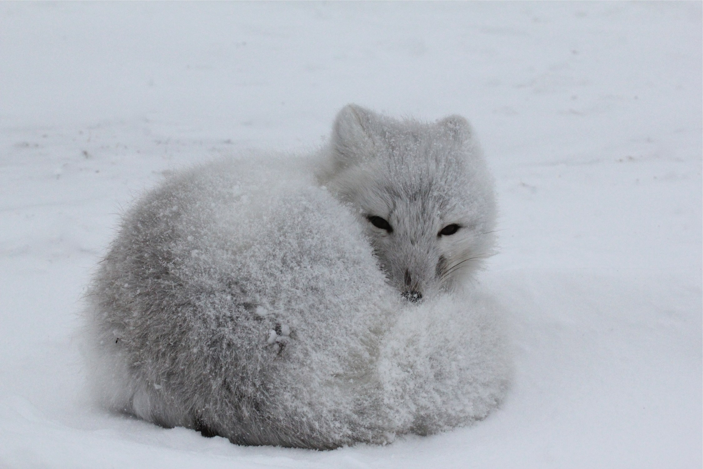 Arctic Wildlife Behaviour: Photographing Wild Personalities Arctic Wildlife Behaviour: Photographing Wild Personalities