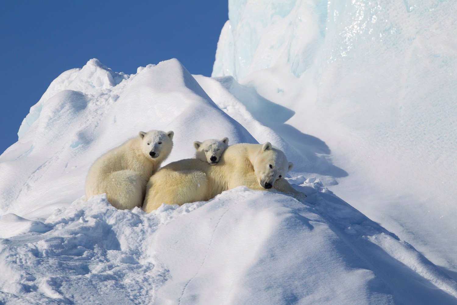 6 Facts About the Canadian Arctic: Top Polar Destination