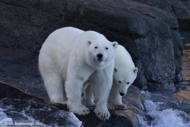 When is the Best Time To Visit The Arctic? - Arctic Kingdom
