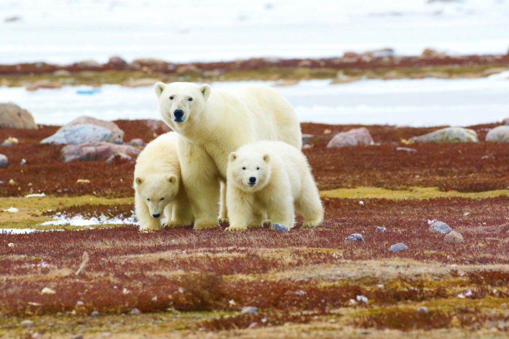 Polar Bears Are Mostly Canadian - Arctic Kingdom