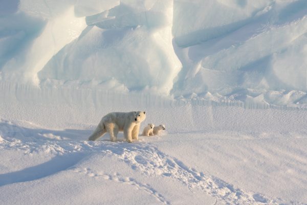 What Arctic Animals Would You Like To See? - Arctic Kingdom