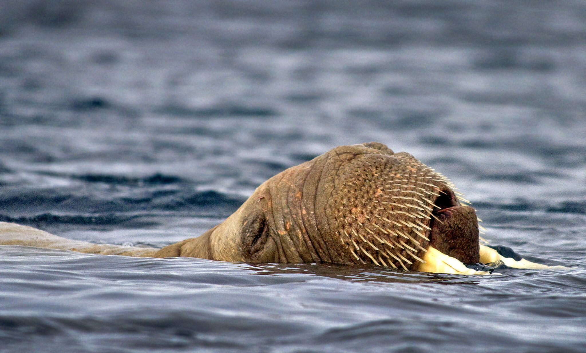 Get To Know: The Walrus - Arctic Kingdom