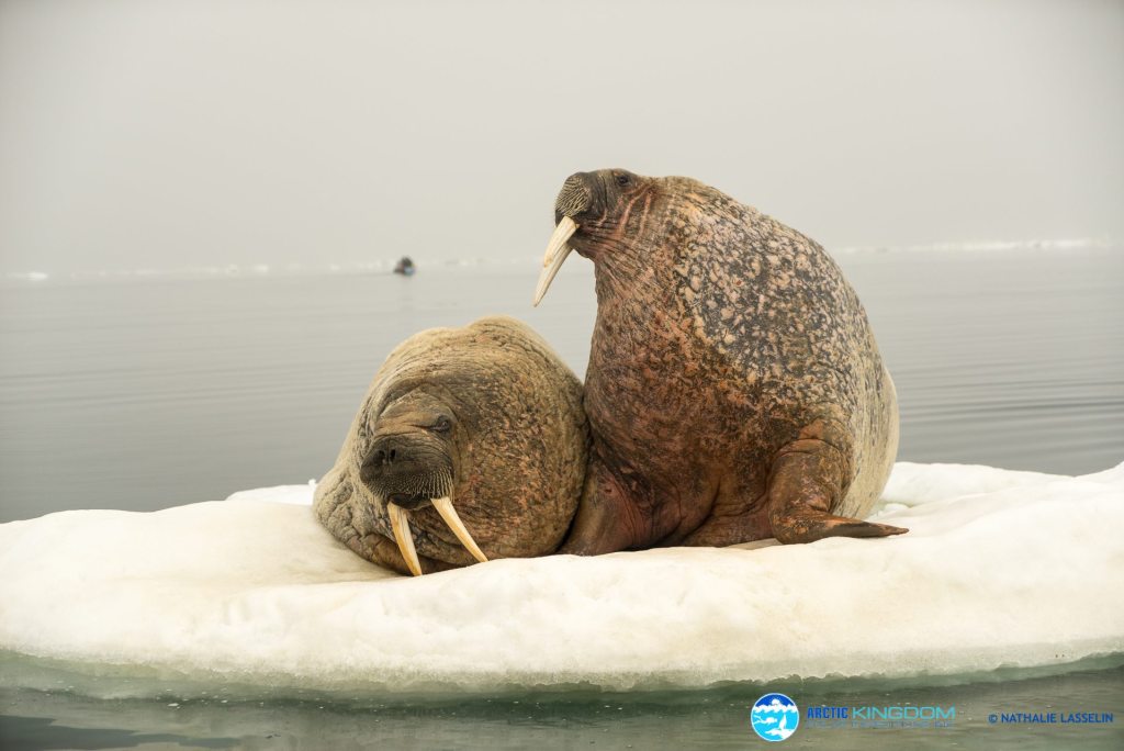 The Best of Baffin Island Wildlife Encounters