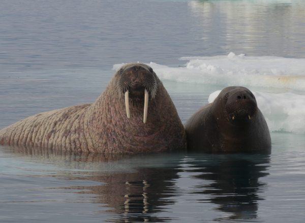 Top 10 Fun Facts About Walrus | Arctic Kingdom