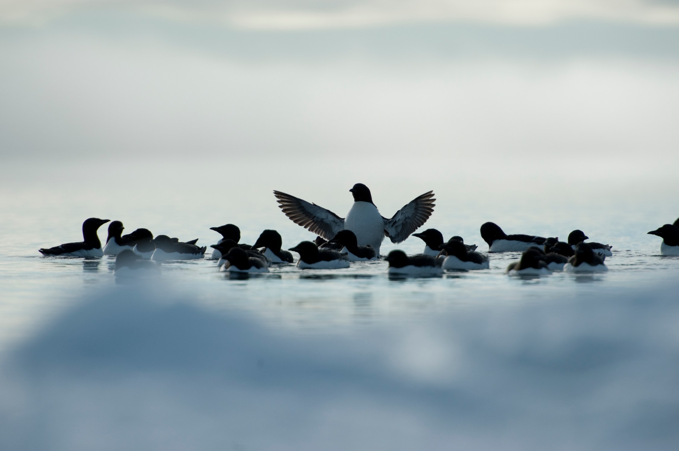 7 Amazing Things To Do In The Arctic - Arctic Kingdom