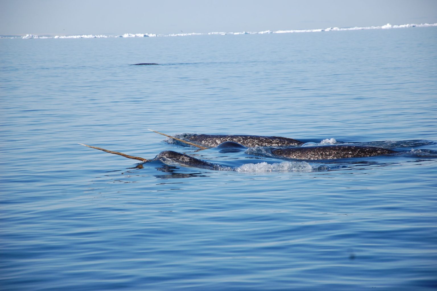 Why Narwhal Are So Elusive & How To See Them