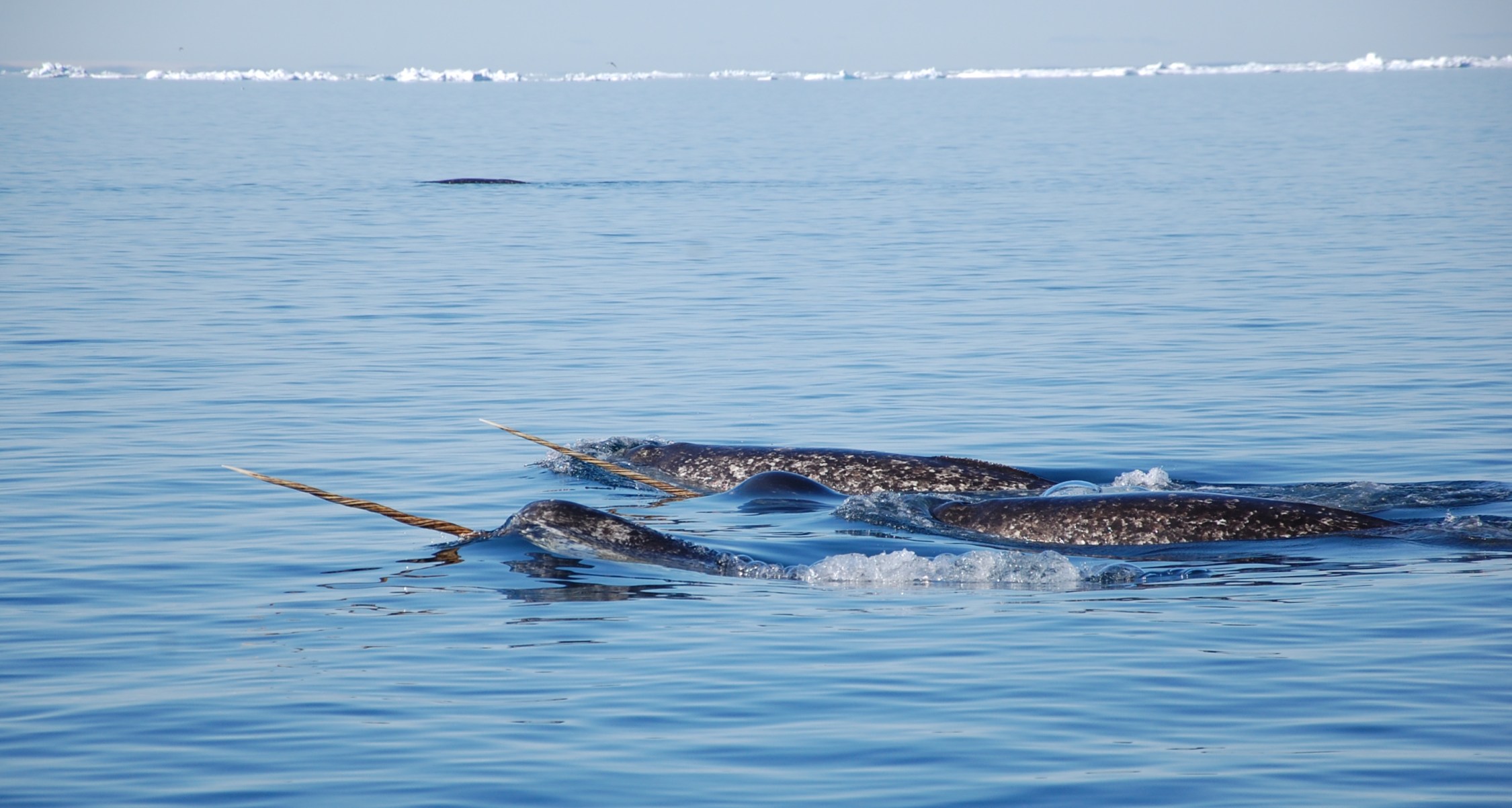 Narwhal Tusk Facts: Did You Know? | Arctic Kingdom
