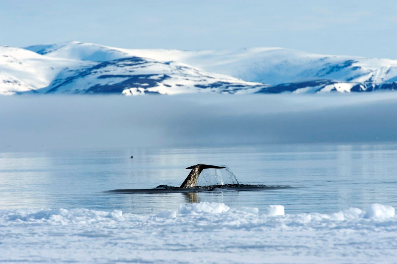 The Best of Baffin Island Wildlife Encounters