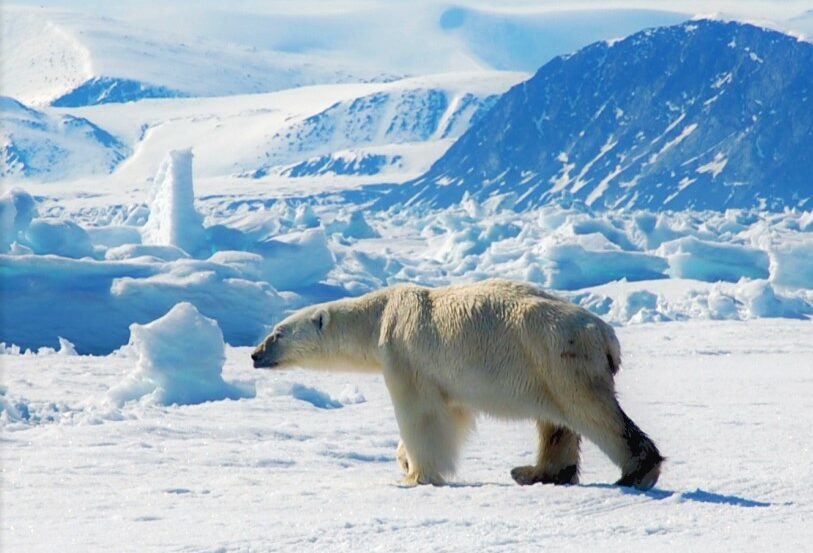 Polar Bear Week: Why Polar Bears Need Sea-Ice