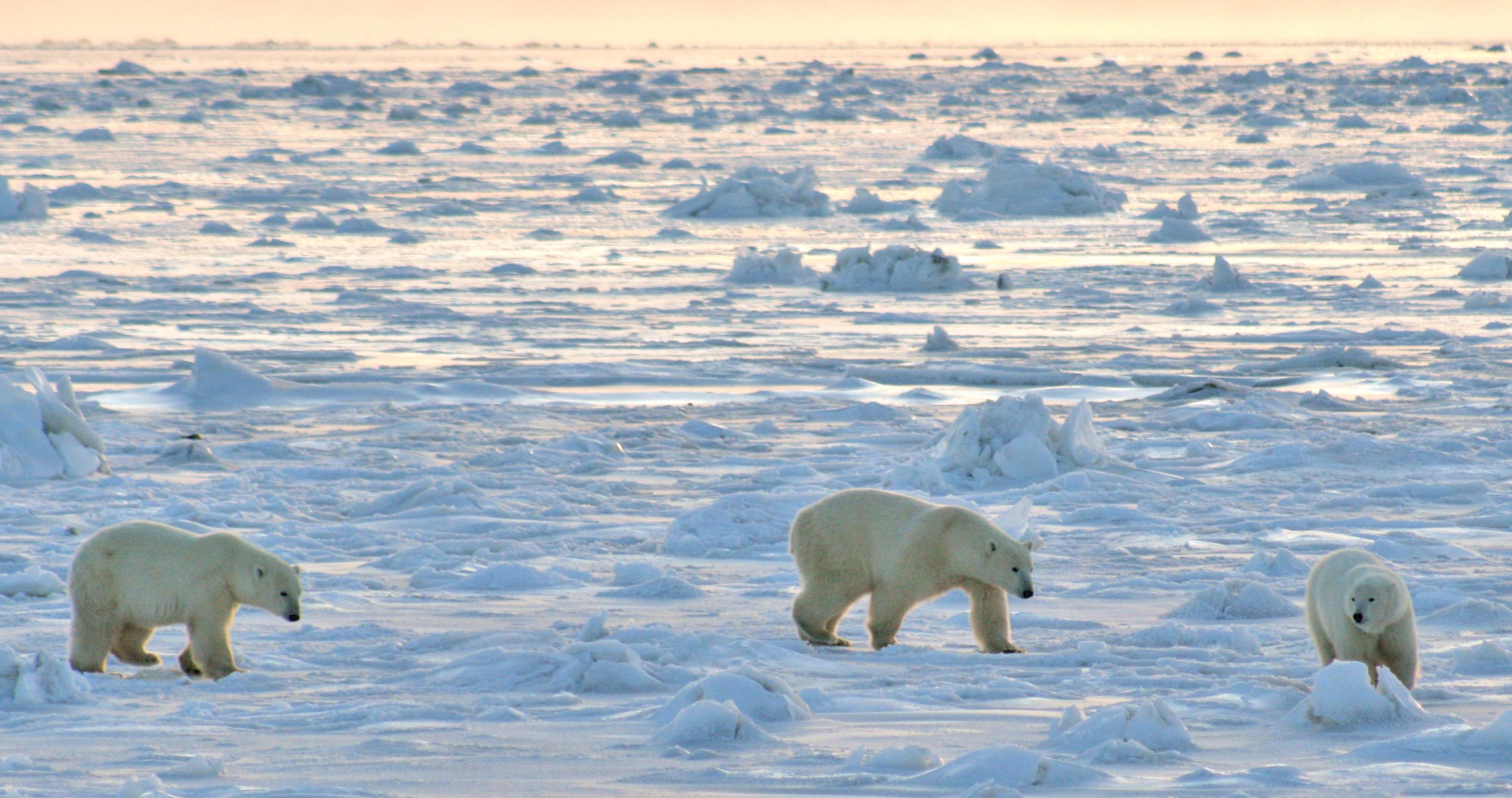 Encountering the Lords of the Arctic on Polar Bear Safaris - Arctic Kingdom
