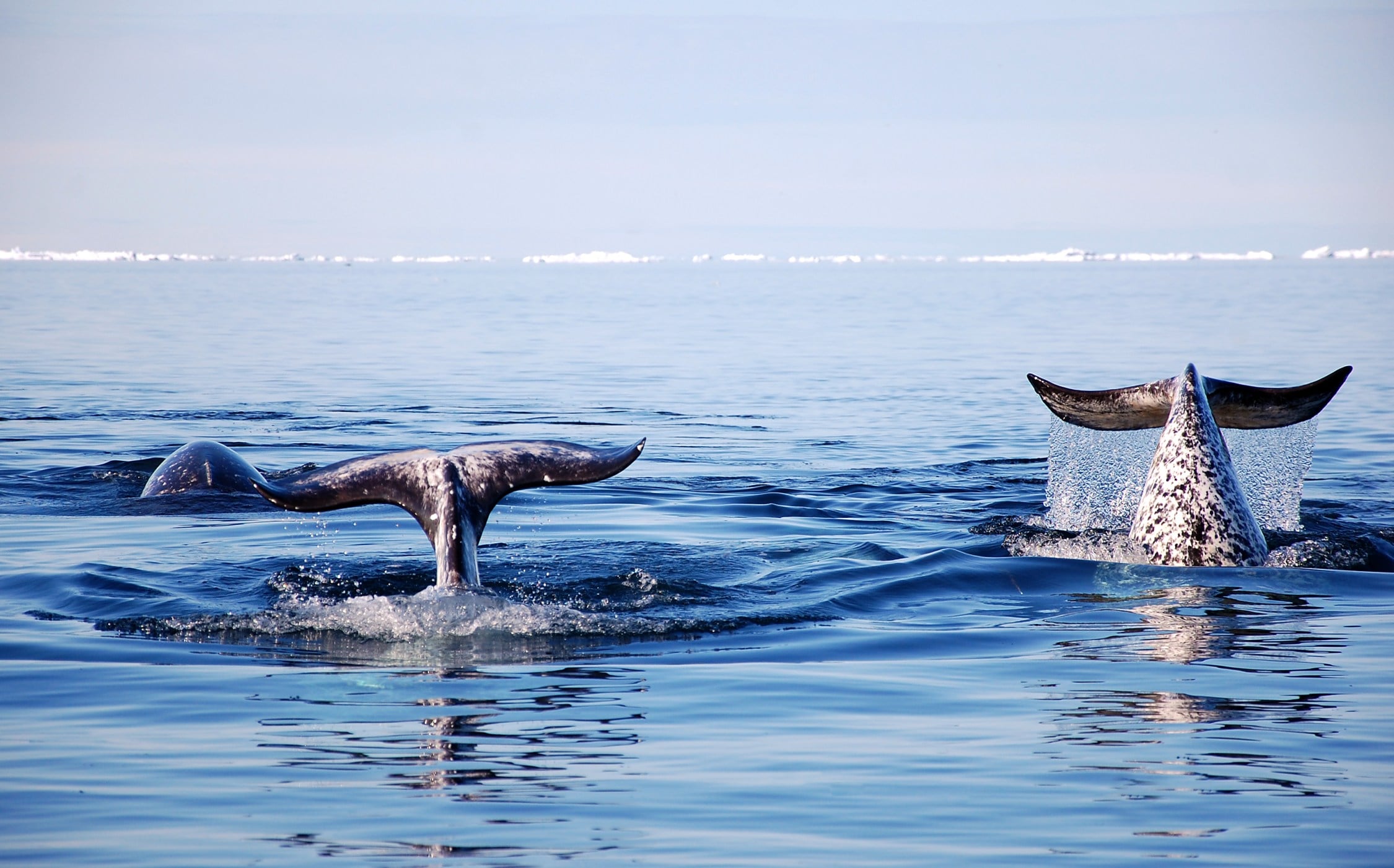 Narwhal Tusk Facts: Did You Know? | Arctic Kingdom